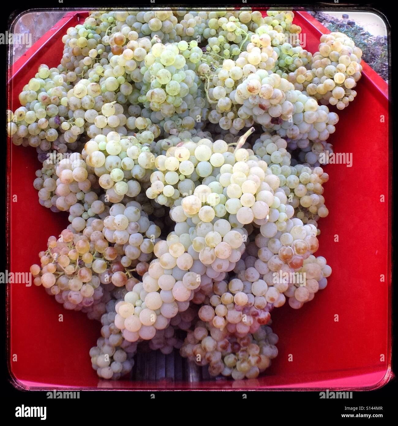 Macabeo wine grapes go in to the de-stemmer, Catalonia, Spain Stock ...