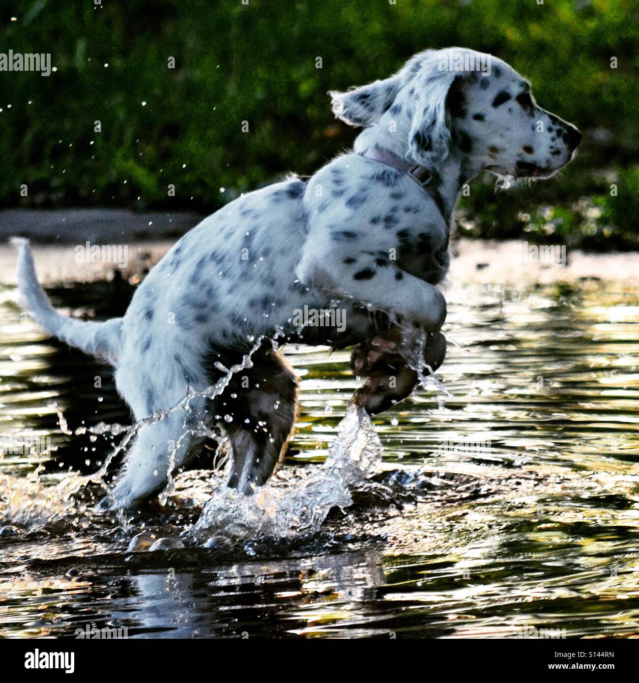English setter puppy hi-res stock photography and images - Alamy