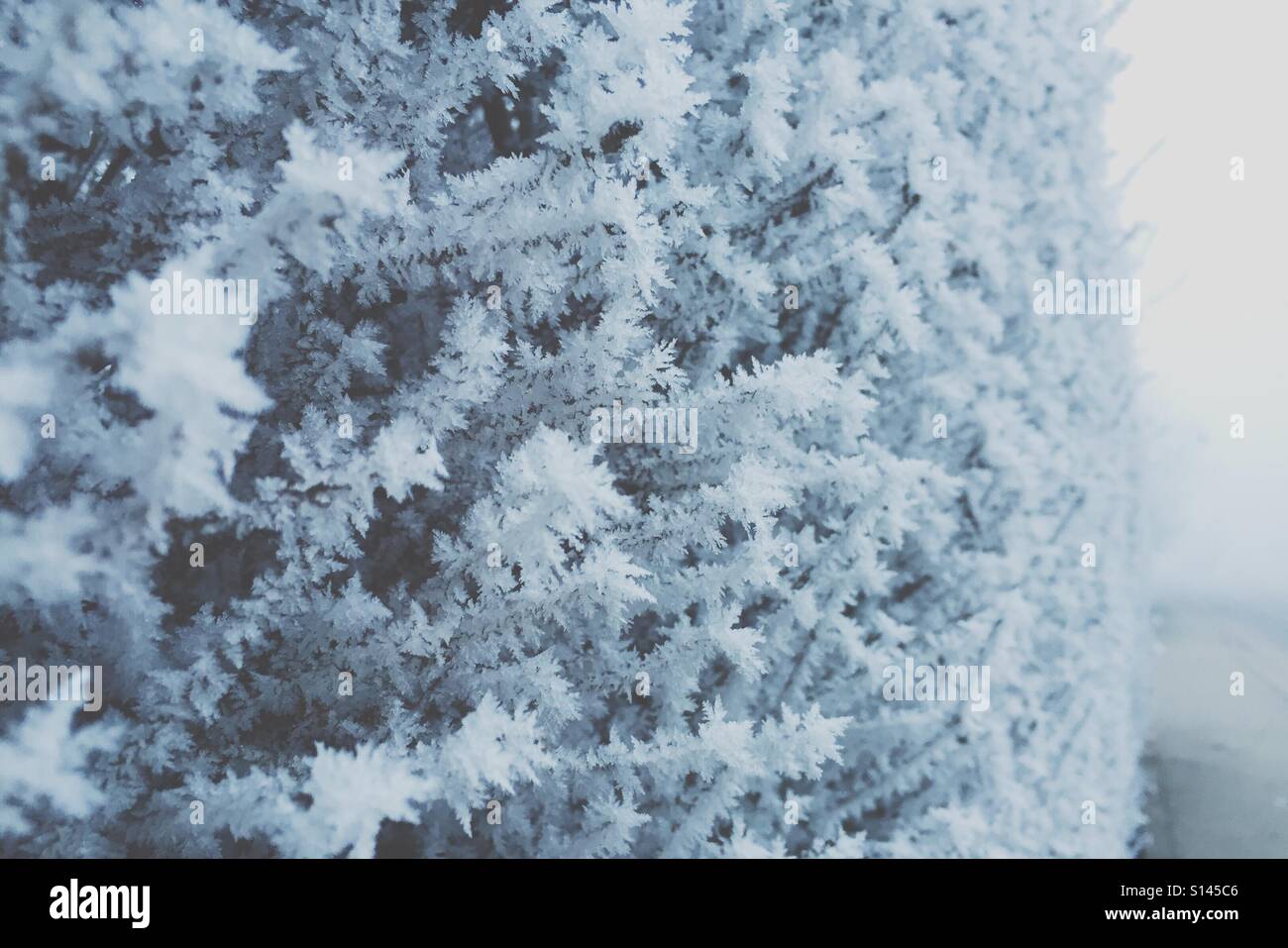 Frost Flakes High Resolution Stock Photography and Images - Alamy
