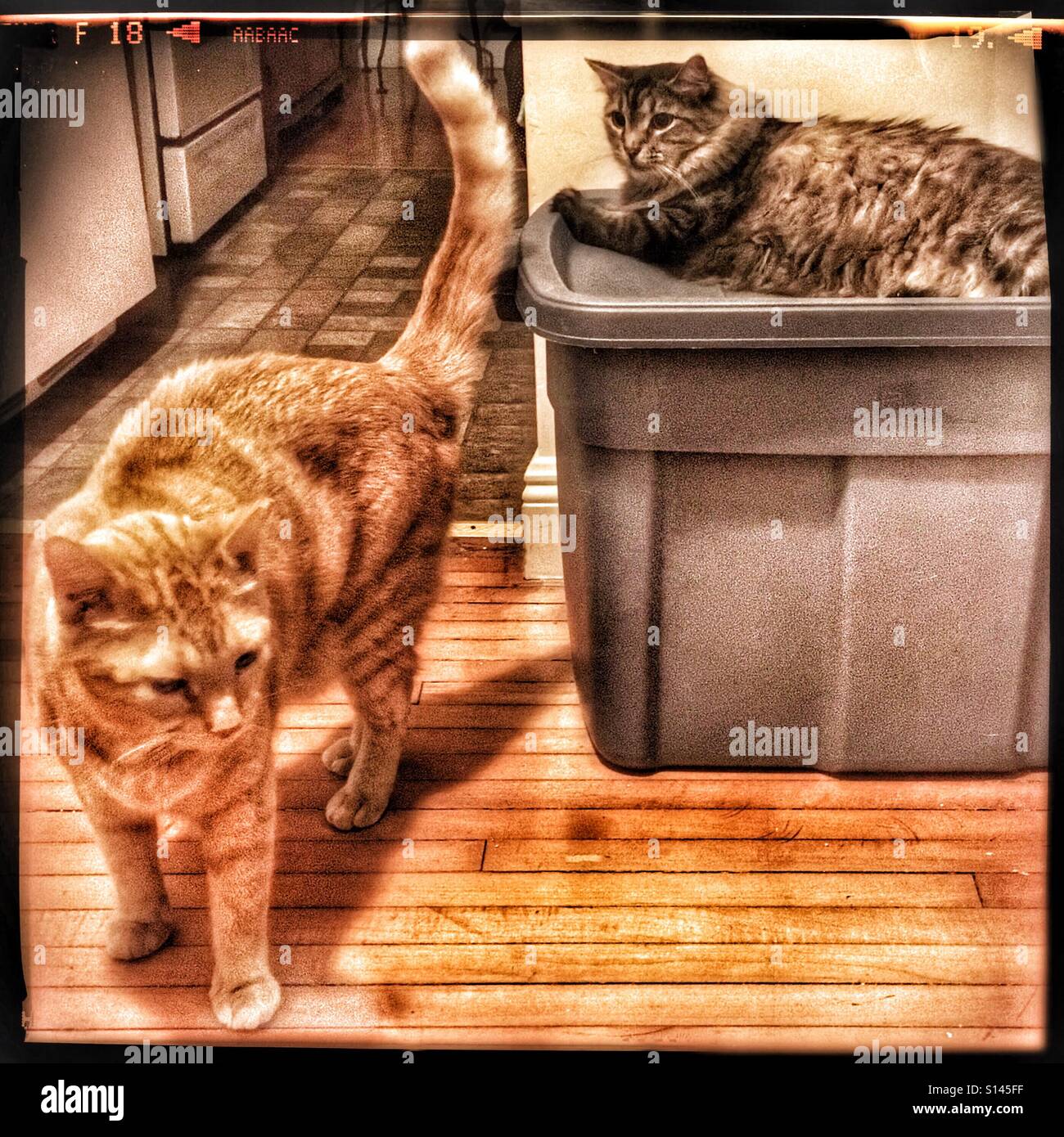 Two cats at home Stock Photo - Alamy