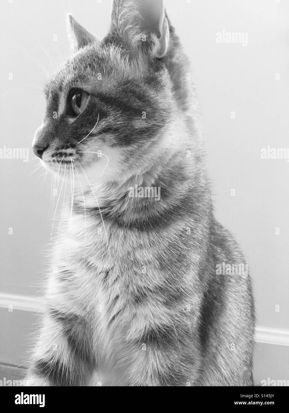 Cat face profile hi-res stock photography and images - Alamy