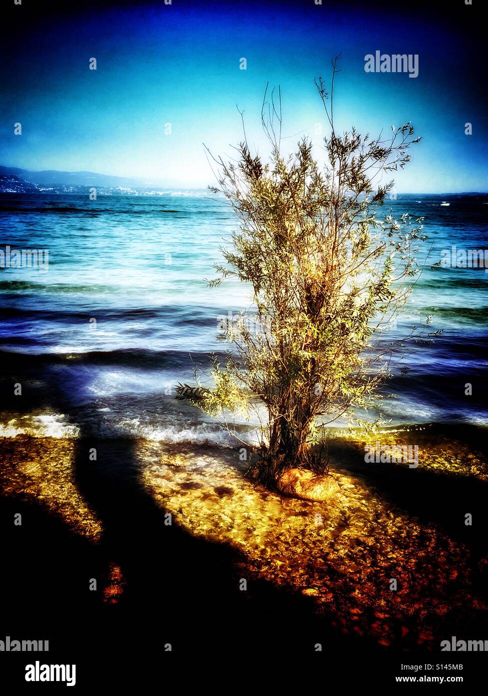 Growing by the water hi-res stock photography and images - Alamy