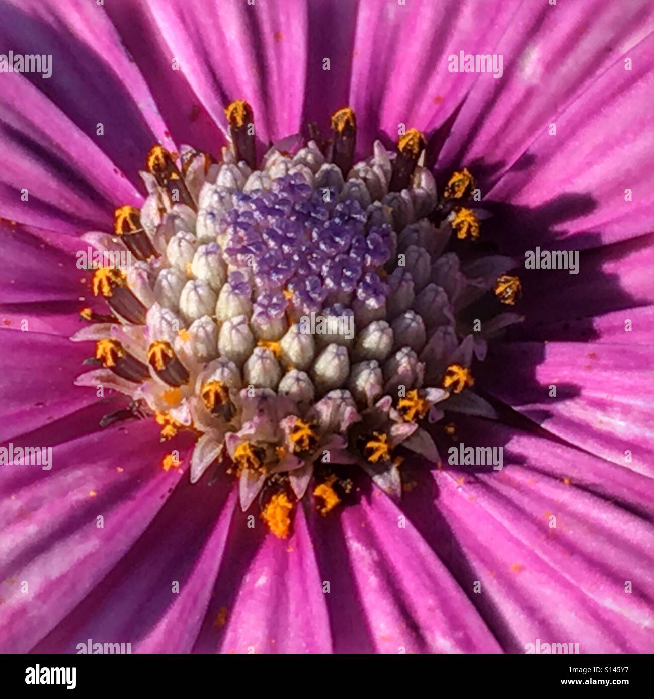 Daisy, close up Stock Photo - Alamy