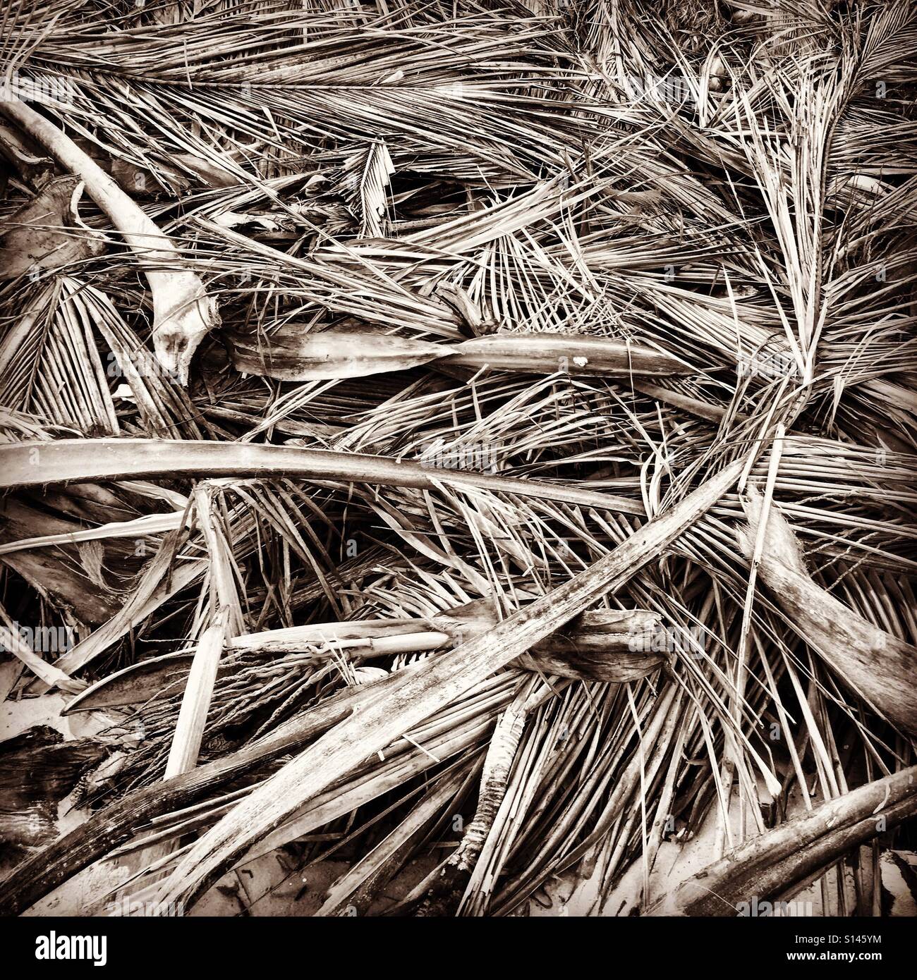 Dried palm tree leaves Stock Photo - Alamy Dried palm tree leaves Stock Photo - Alamy