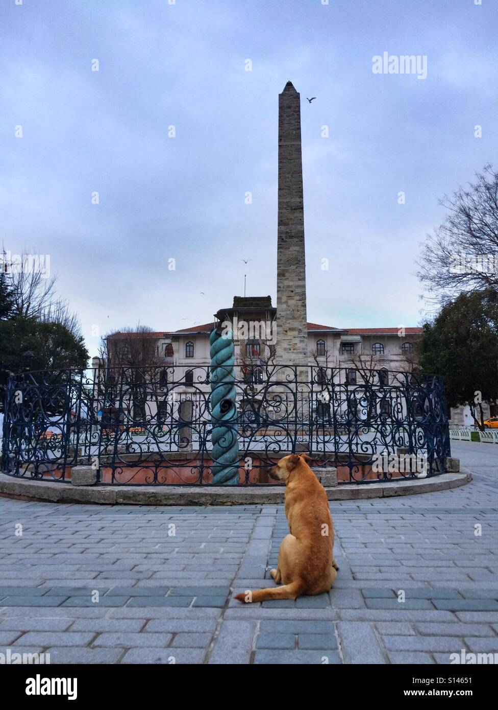 Dogs Of Istanbul High Resolution Stock Photography and Images - Alamy