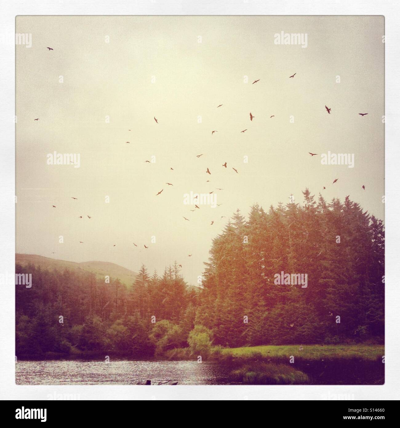 Soaring birds of praying hi-res stock photography and images - Alamy