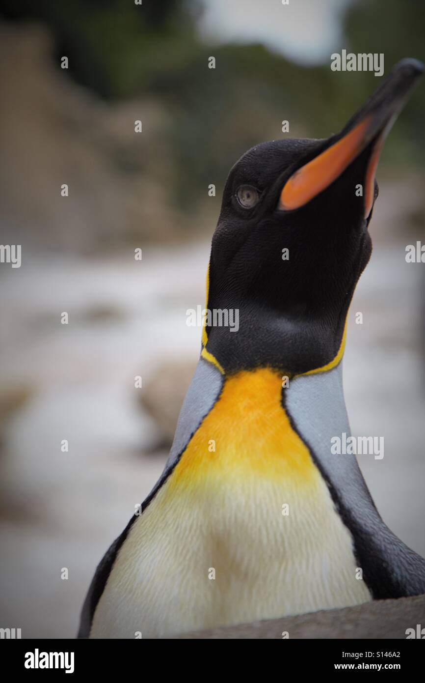 Pinguïn hi-res stock photography and images - Alamy