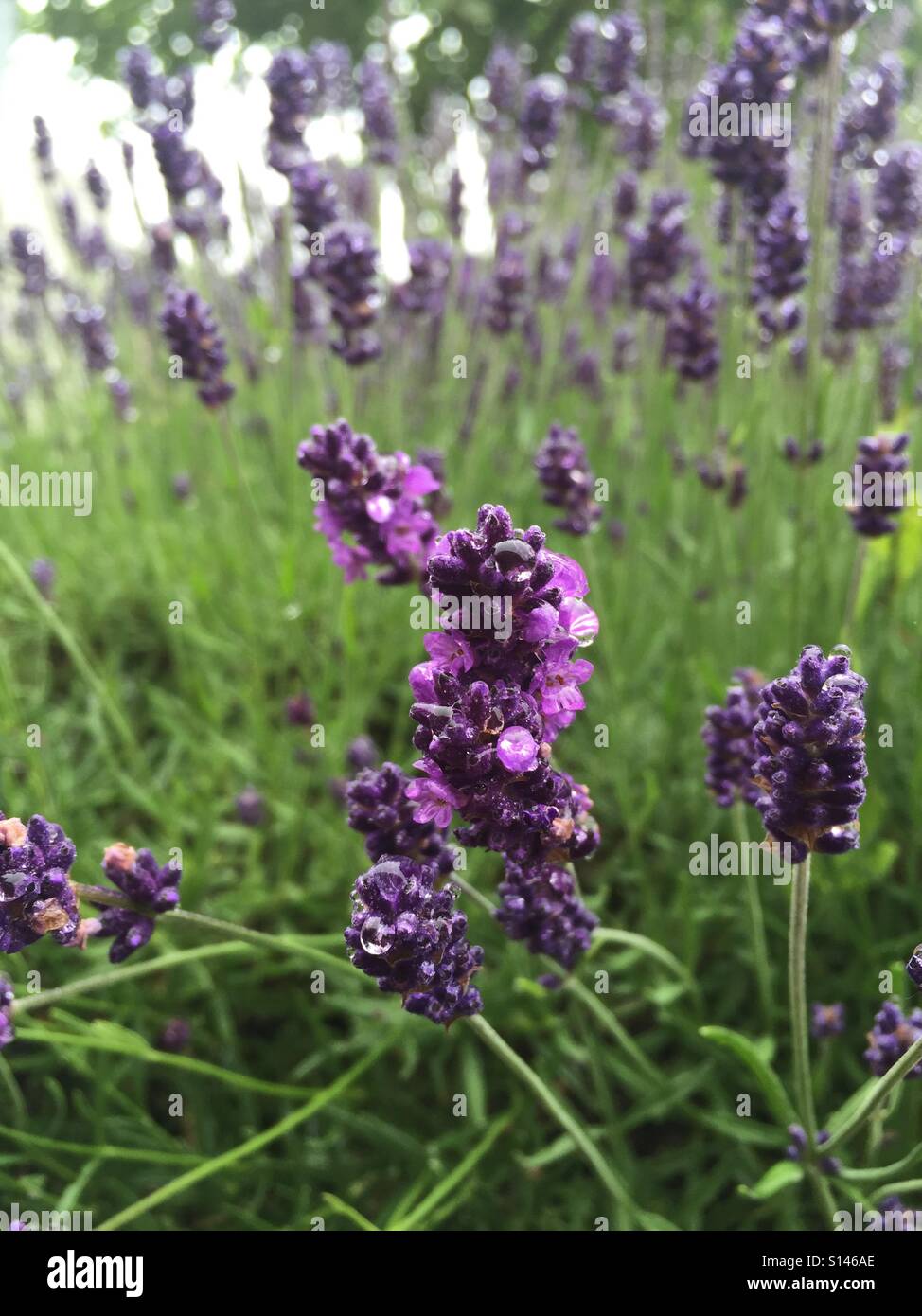 Levander flower hi-res stock photography and images - Alamy