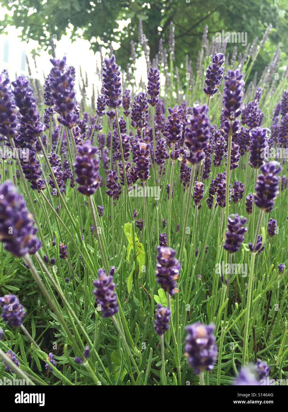 Levander flower hi-res stock photography and images - Alamy