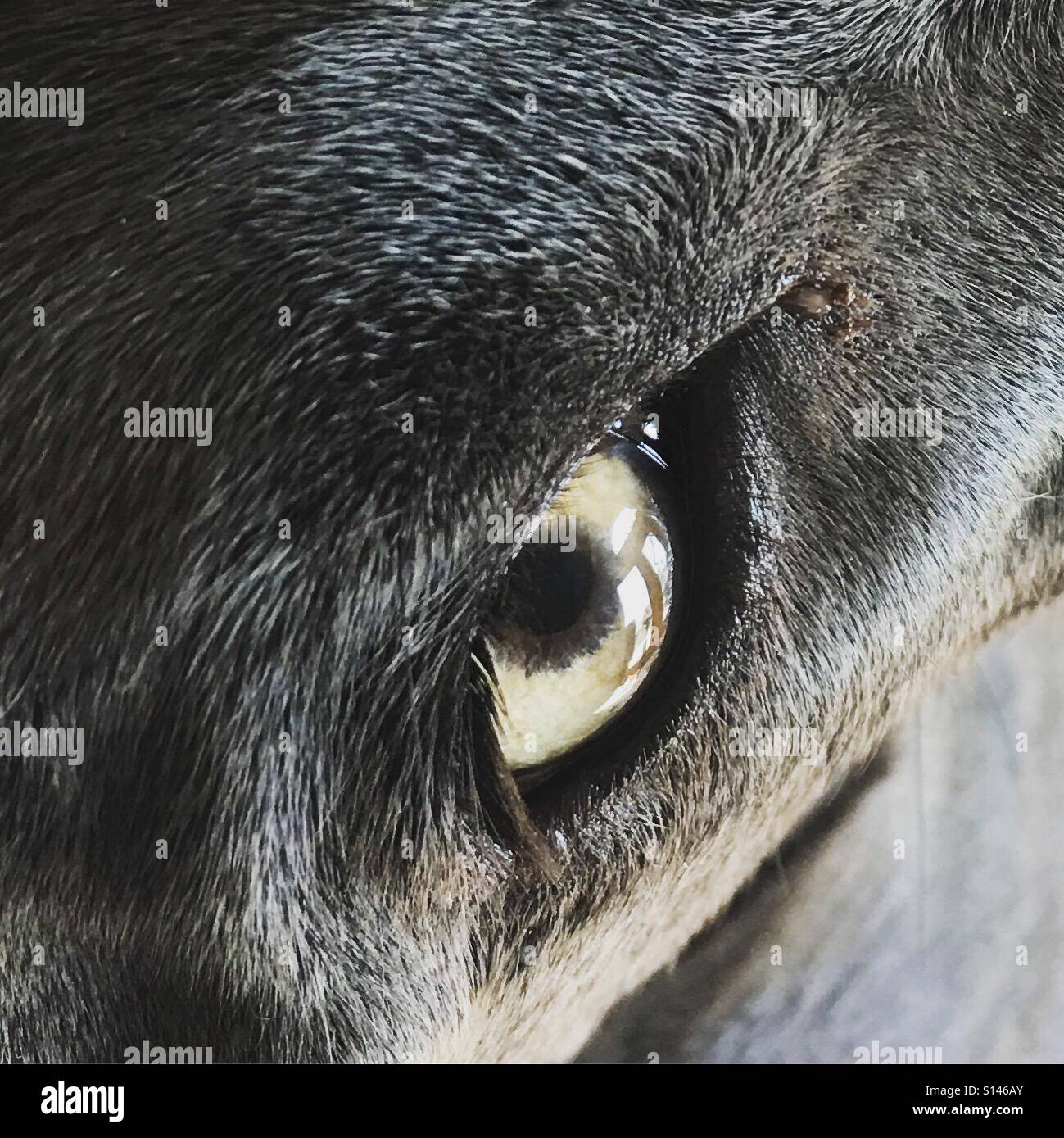 Eyes animals hi-res stock photography and images - Alamy