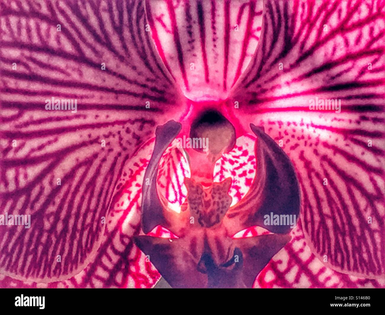 Orchid, close up Stock Photo - Alamy