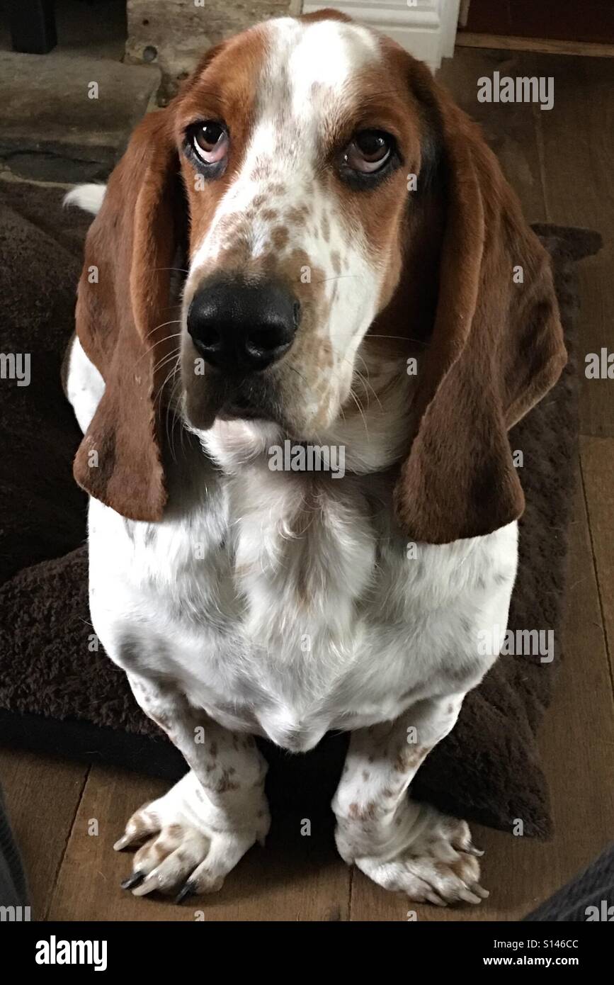 Basset Hound Frontal Stock Photo - Alamy