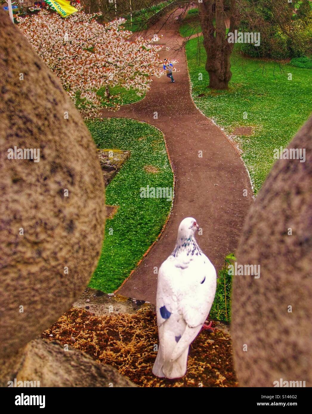 Mottled pigeon hi-res stock photography and images - Alamy