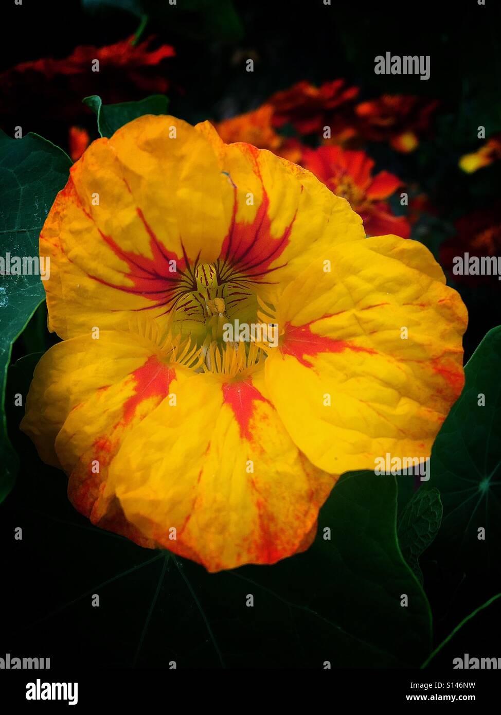 Nasturtium in flower pot hi-res stock photography and images - Alamy