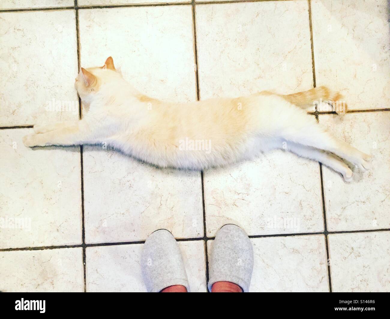 A white Flamepoint Siamese cat lying stretched out on a white tile ...