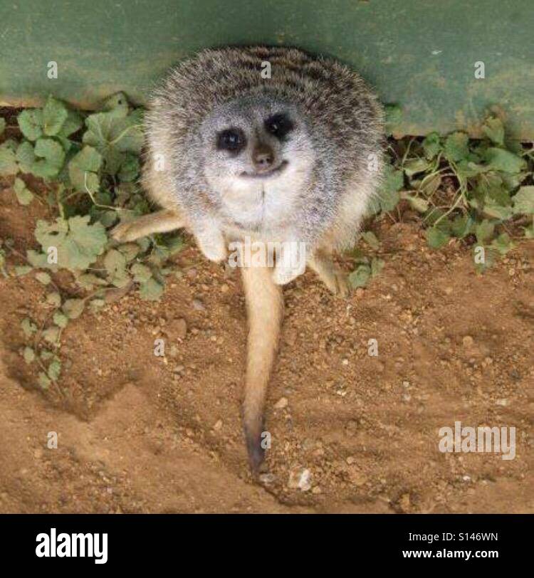 Smiling meerkat hi-res stock photography and images - Alamy