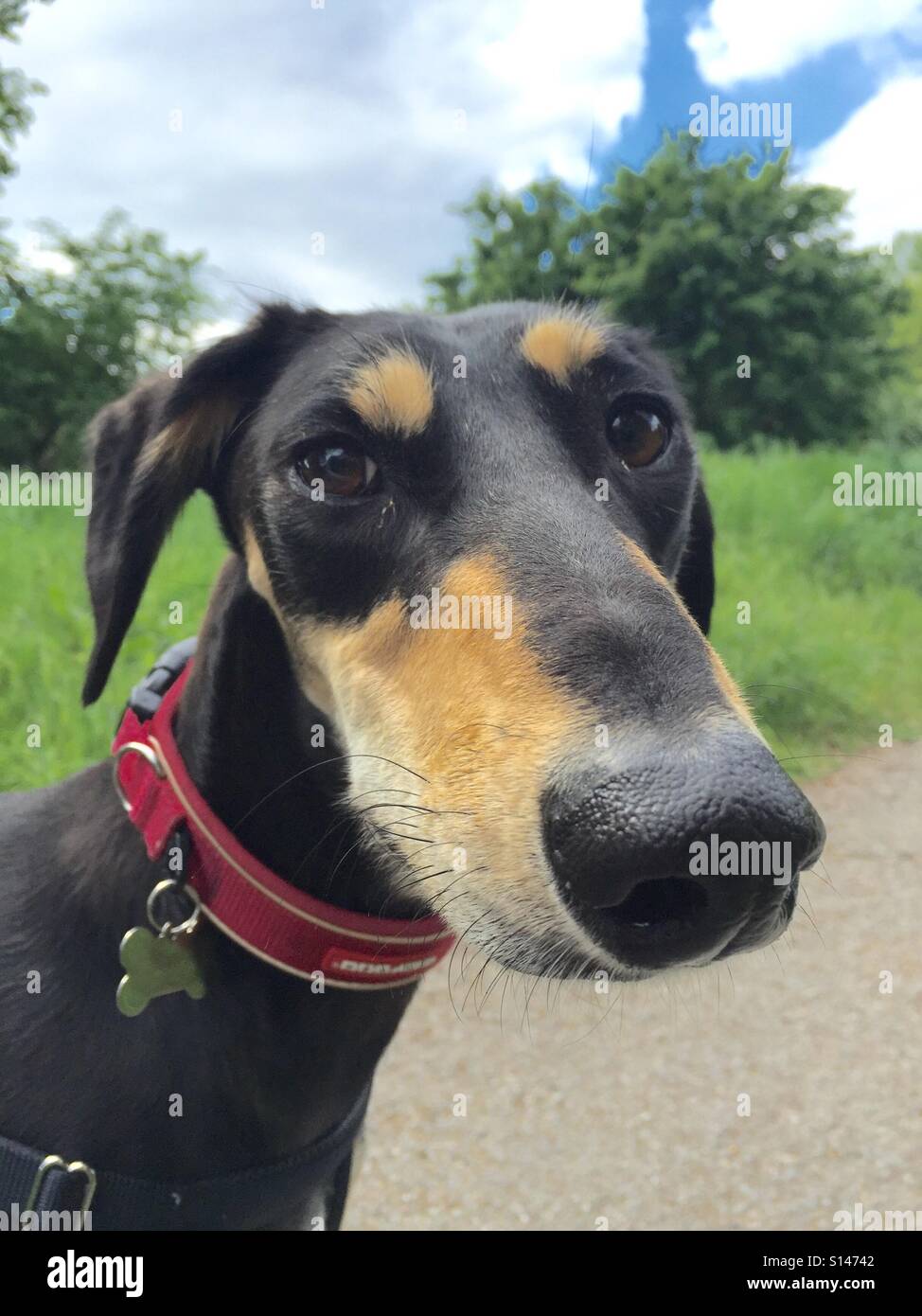 Cute saluki dog Stock Photo - Alamy