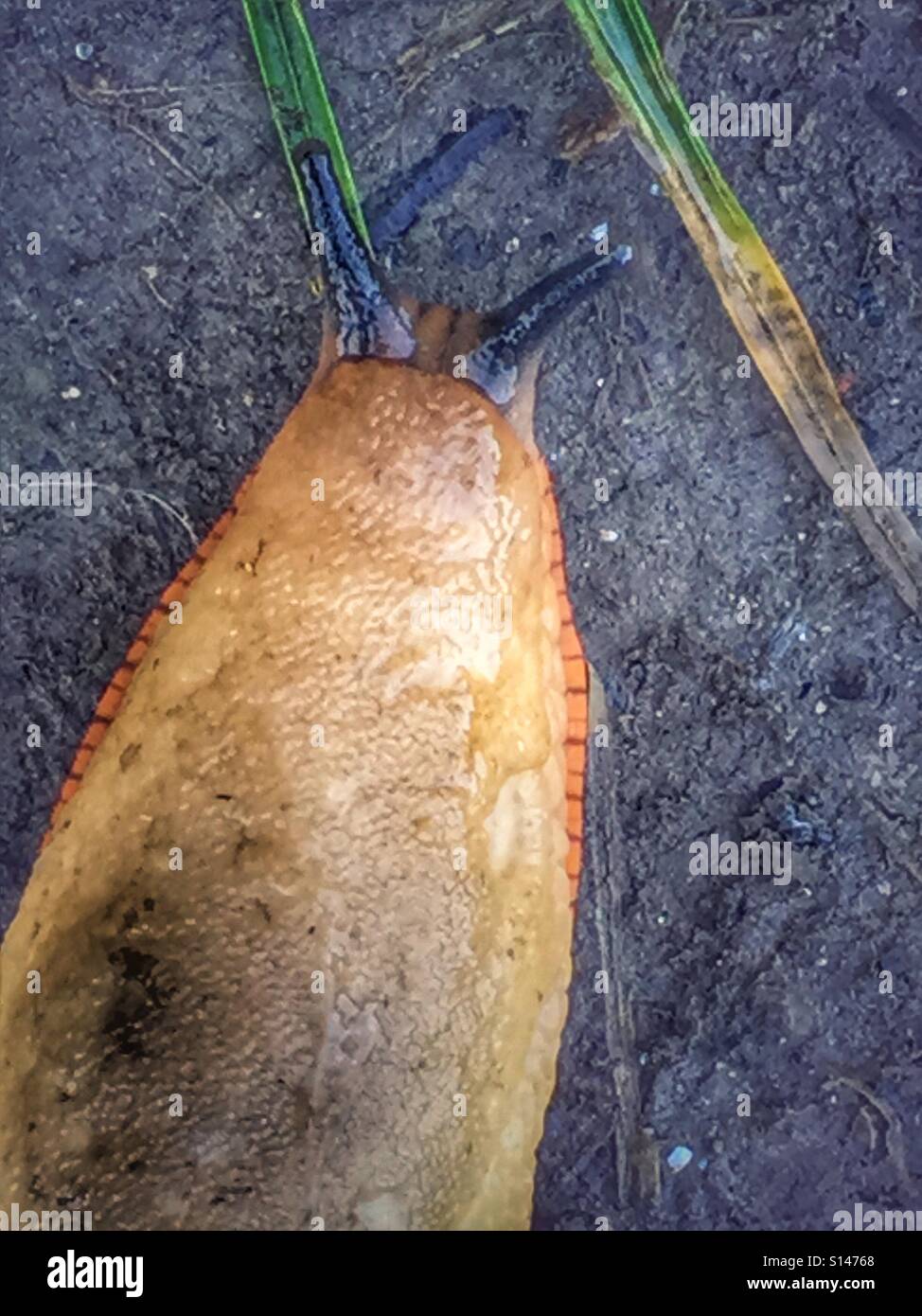 Yellow slugs hi-res stock photography and images - Alamy