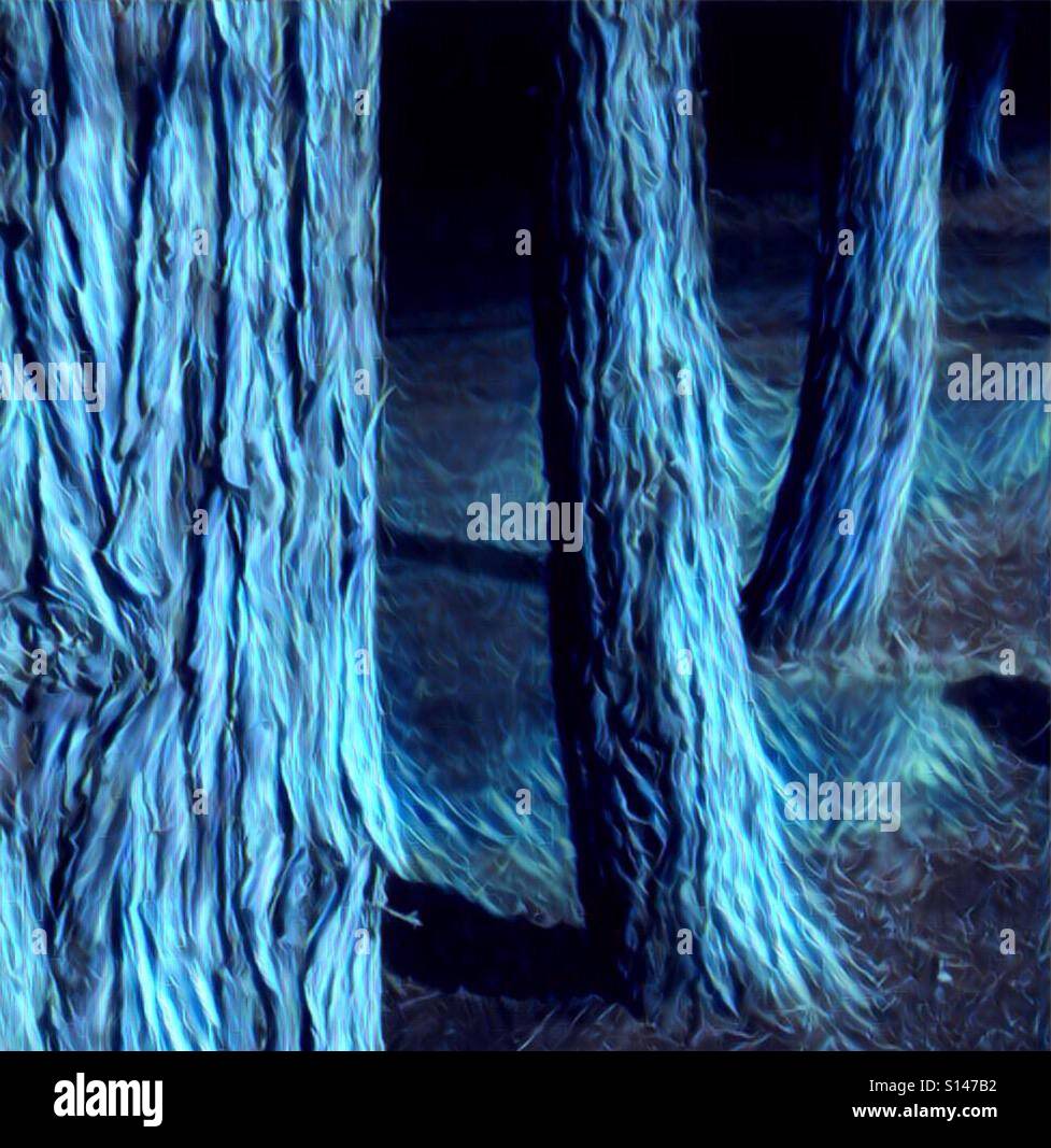 Tree trunks at night Stock Photo - Alamy