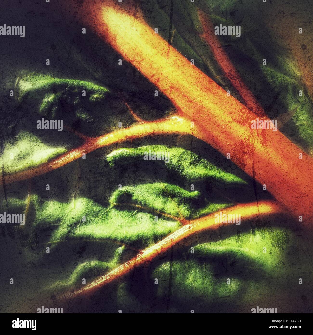Swiss chard, close up Stock Photo - Alamy