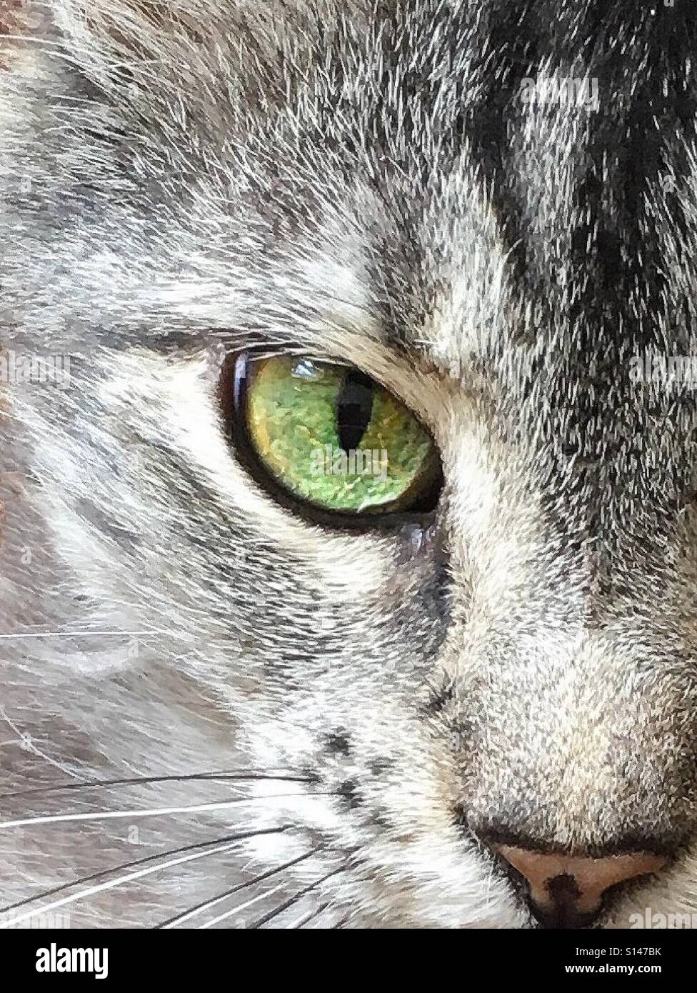 Extreme close up of Maine Coon tiger cat Stock Photo - Alamy