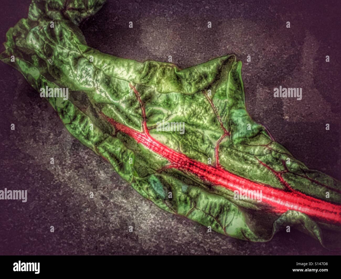 Swiss chard, leaf Stock Photo - Alamy