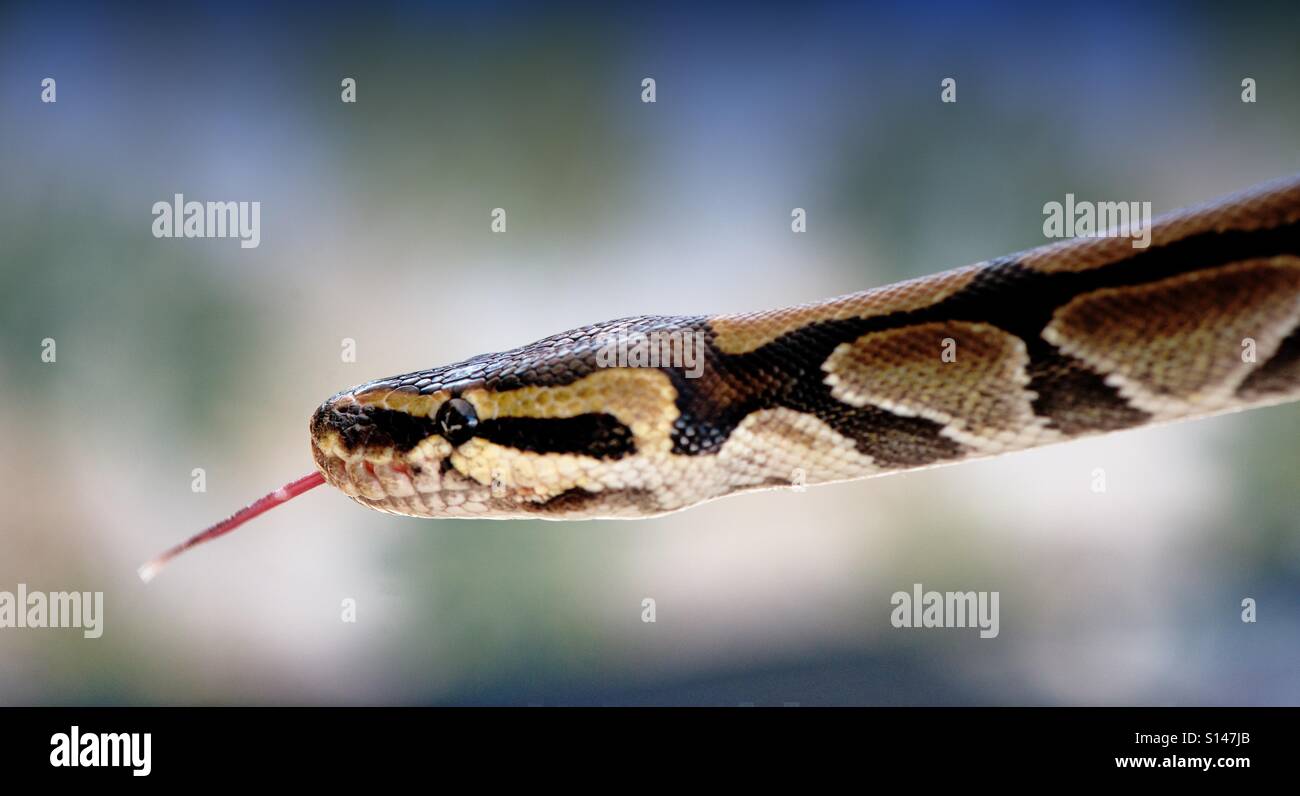 Tongue pattern hi-res stock photography and images - Alamy