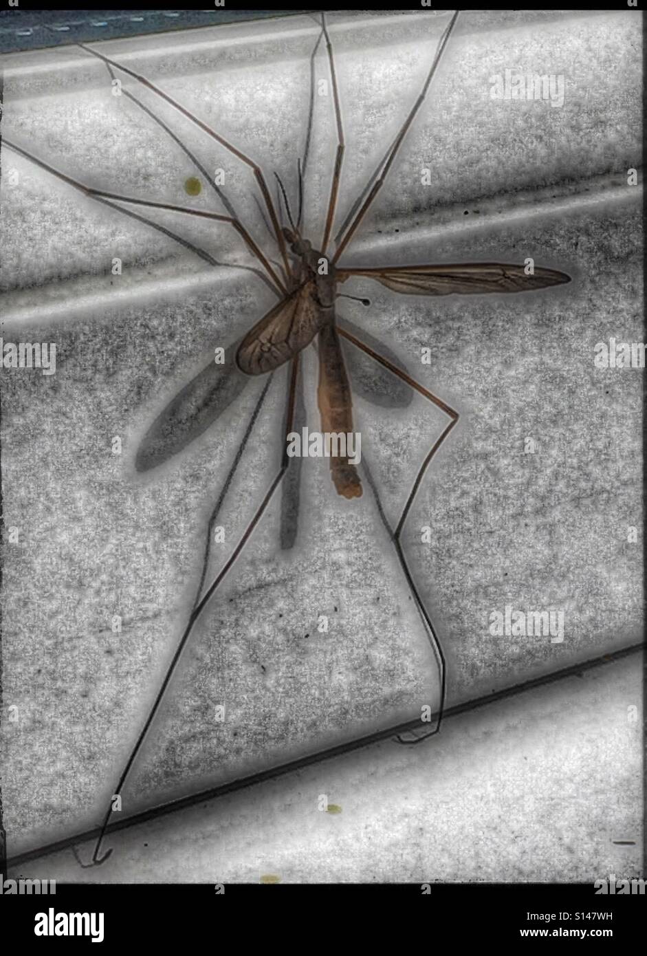 Creepy crawly daddy long legs insect hi-res stock photography and ...