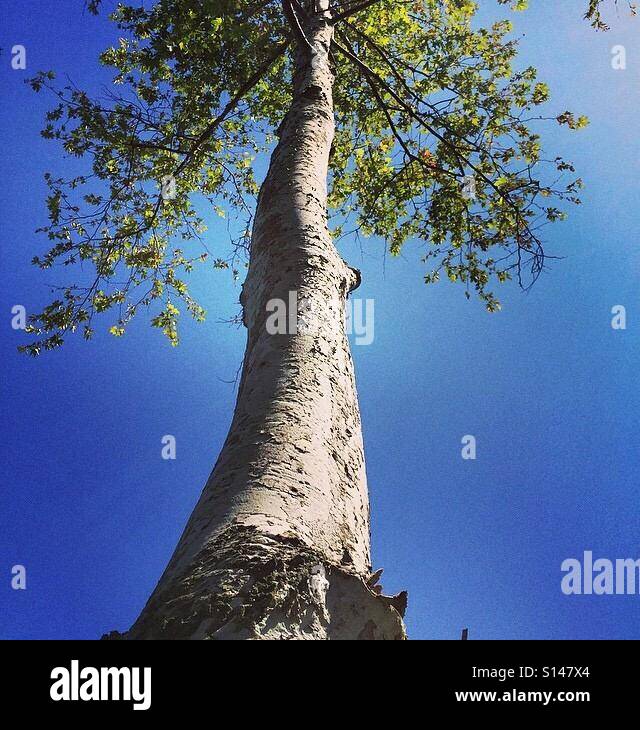One Tall Tree High Resolution Stock Photography and Images - Alamy