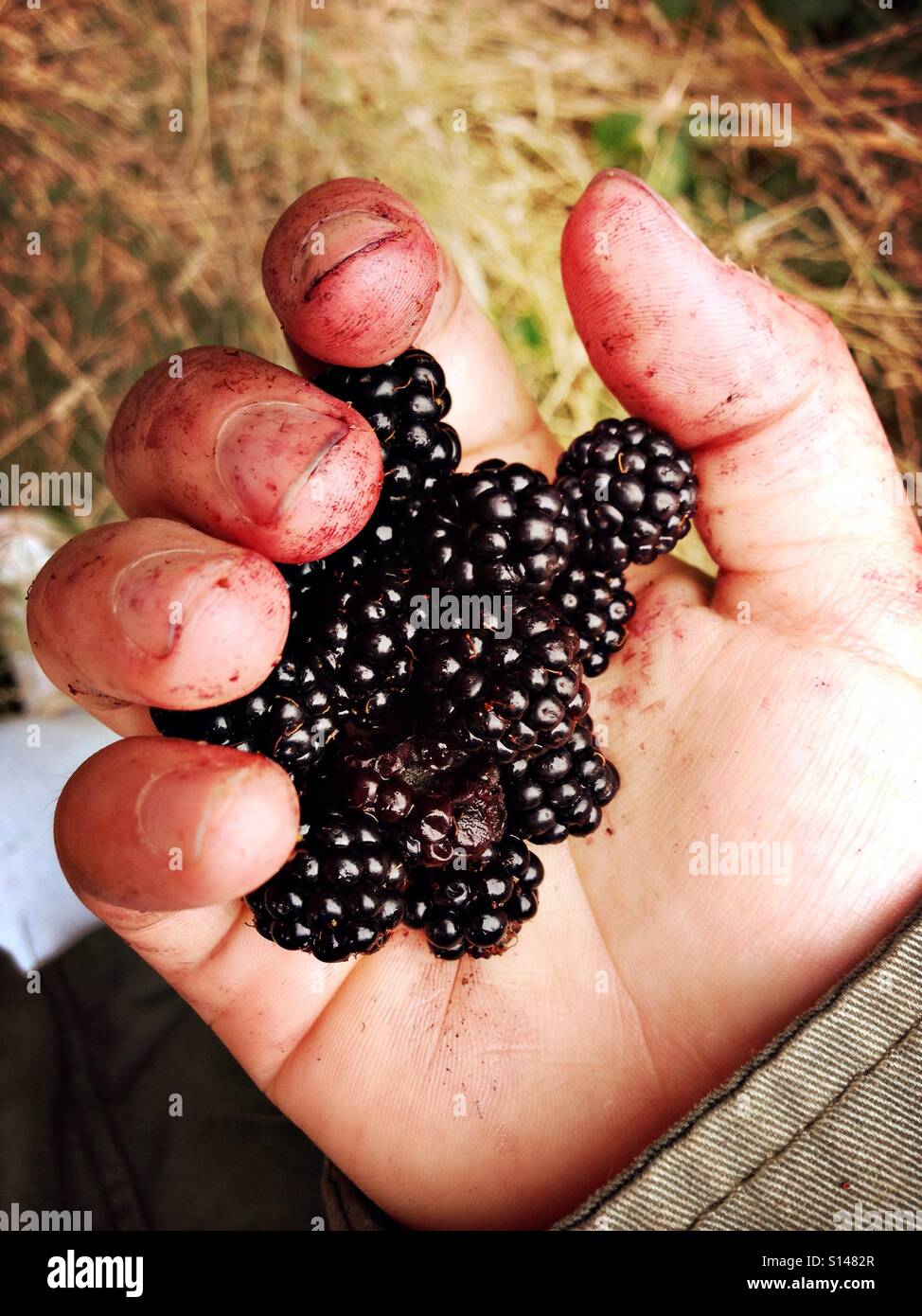 Children Picking Blackberries High Resolution Stock Photography and ...