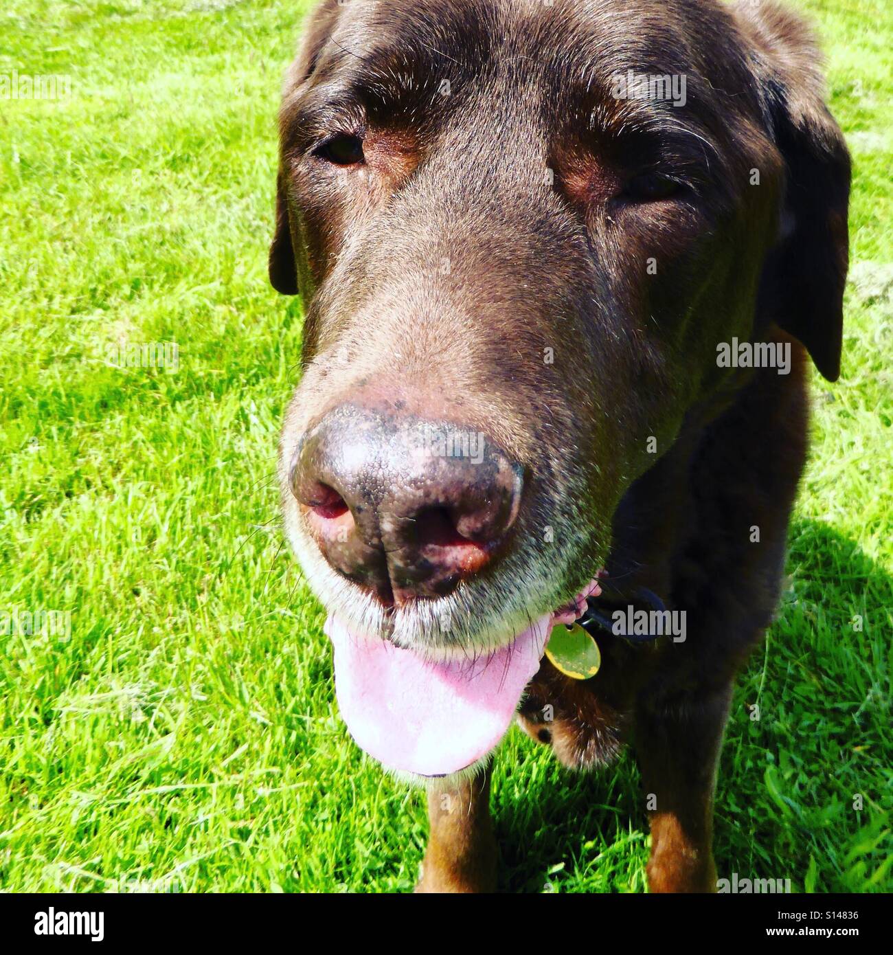 Loving dog hi-res stock photography and images - Alamy
