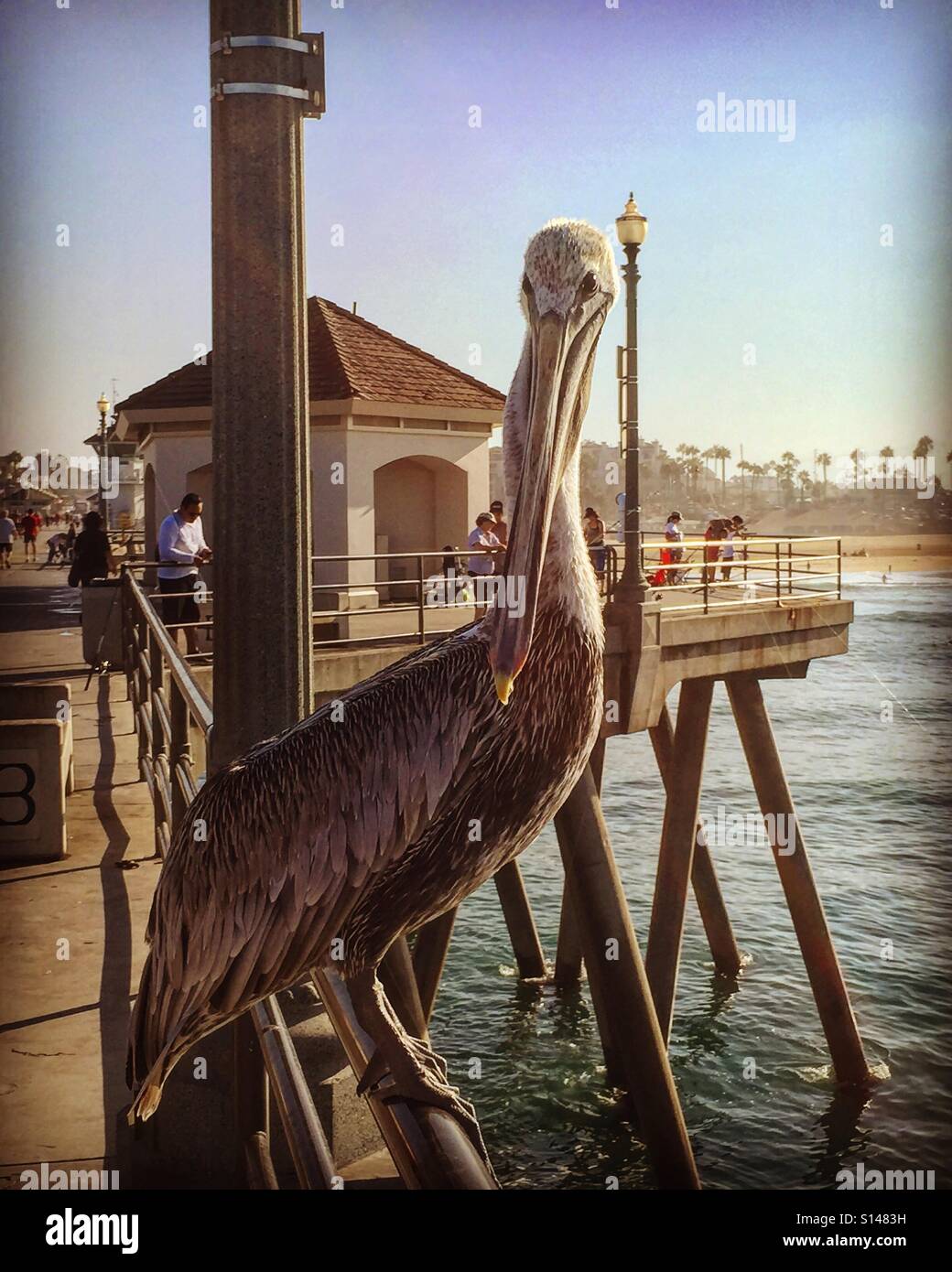Pelican pier hi-res stock photography and images - Alamy