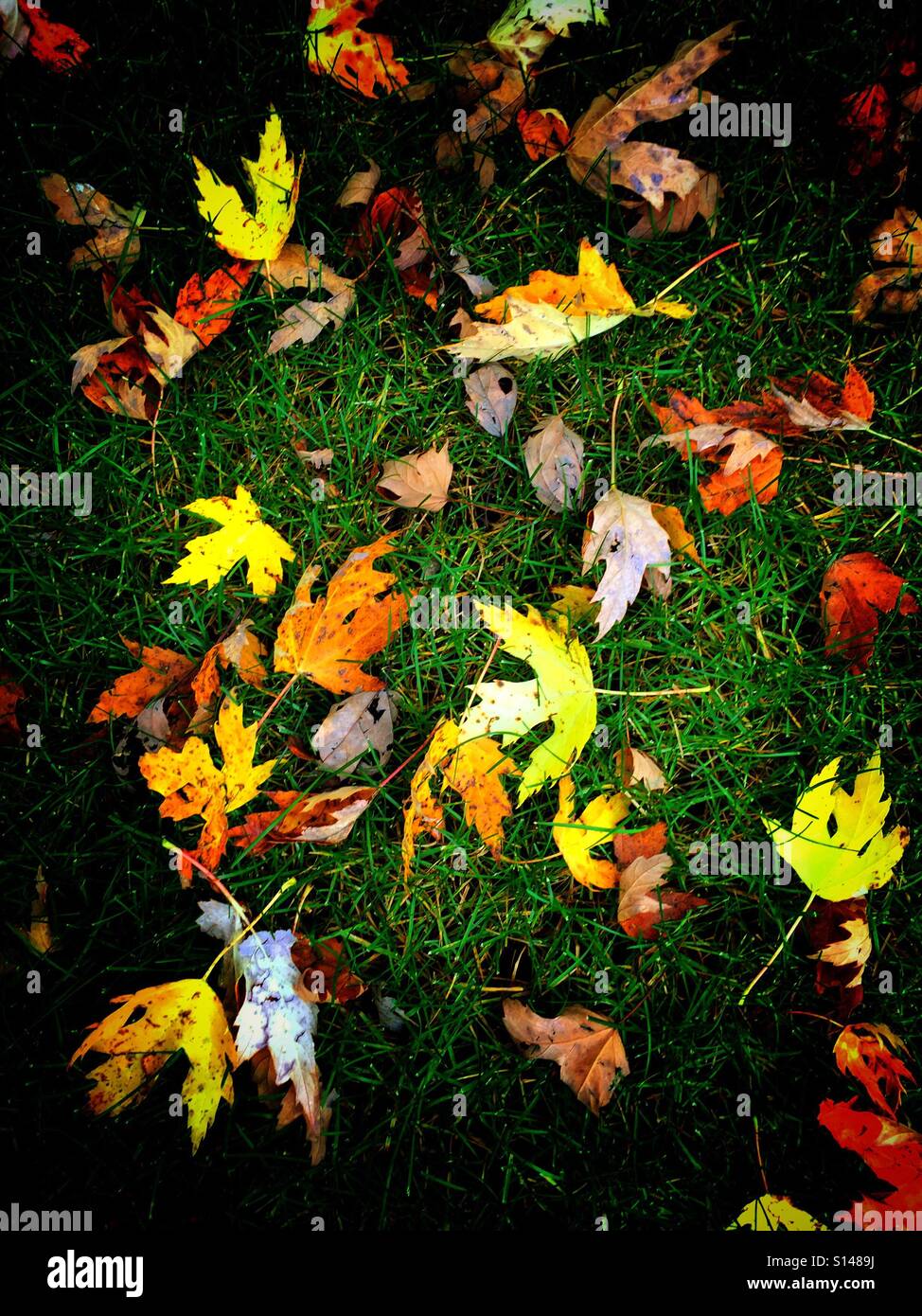 Random arrangement of leaves hi-res stock photography and images - Alamy