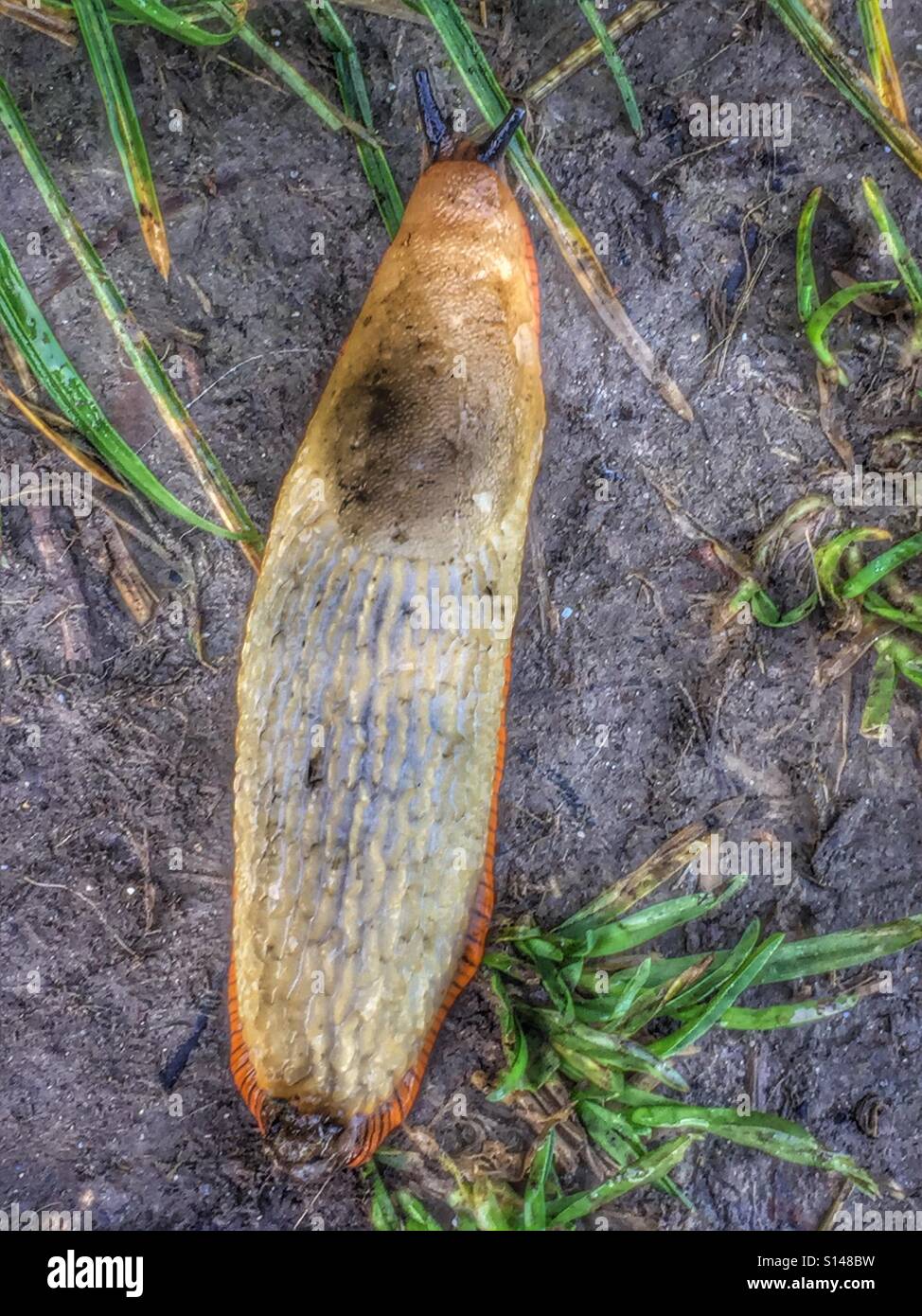 Slimy slugs hi-res stock photography and images - Alamy