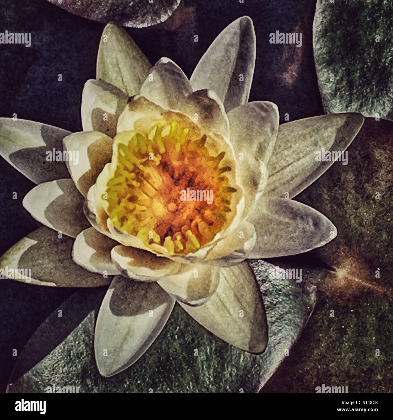 Nymphaeaceae flower hi-res stock photography and images - Alamy