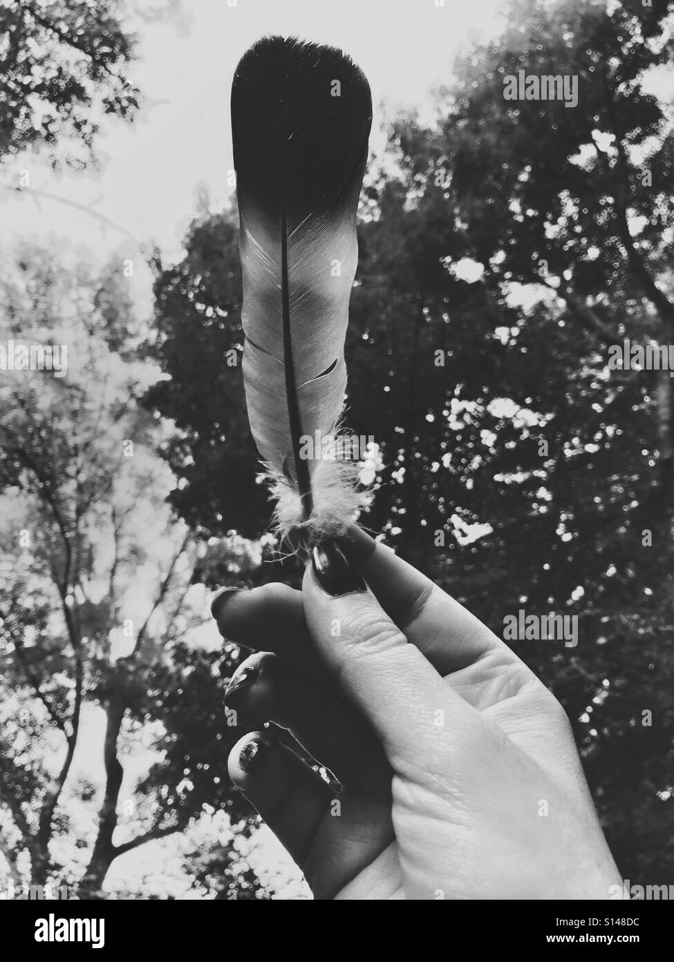 Hand white feather hi-res stock photography and images - Alamy