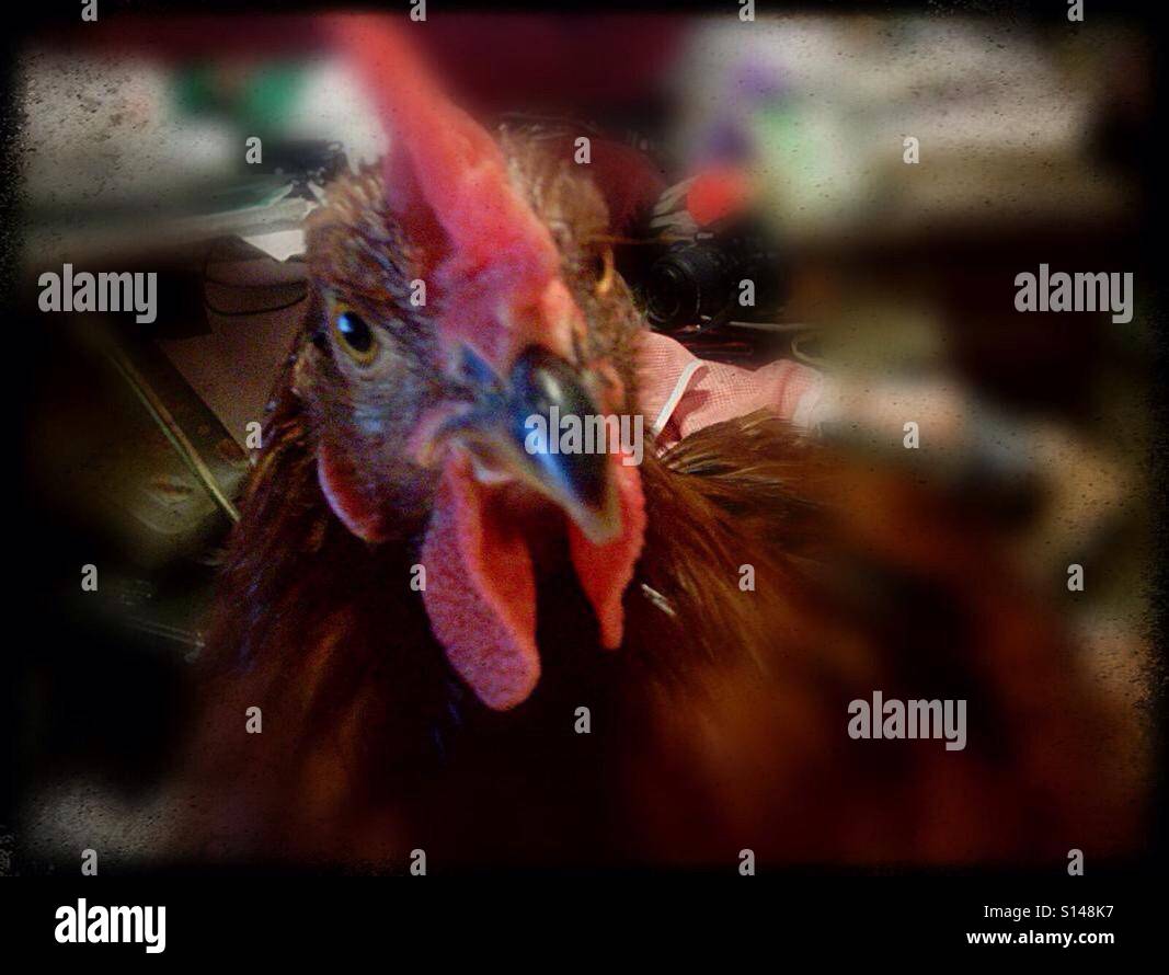 Handsome rooster hi-res stock photography and images - Alamy