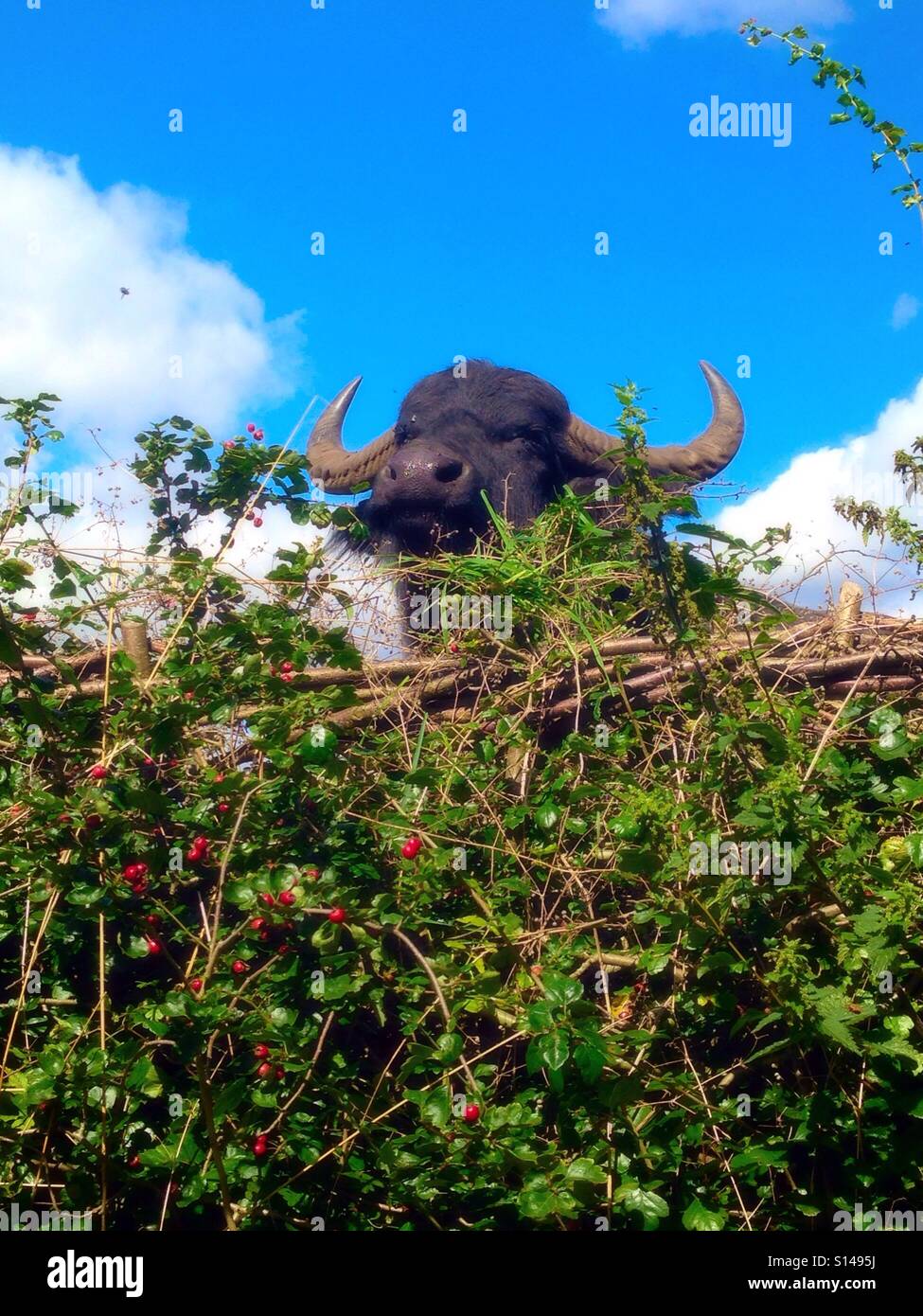 Buffalo berries hi-res stock photography and images - Alamy