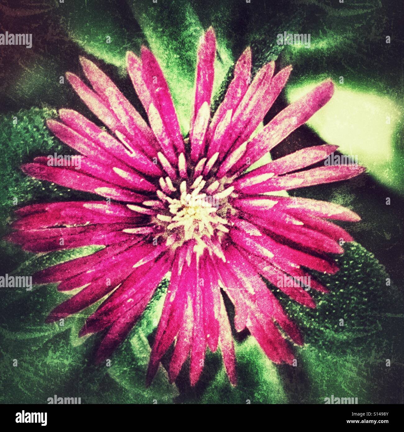Aptenia cordifolia hi-res stock photography and images - Alamy