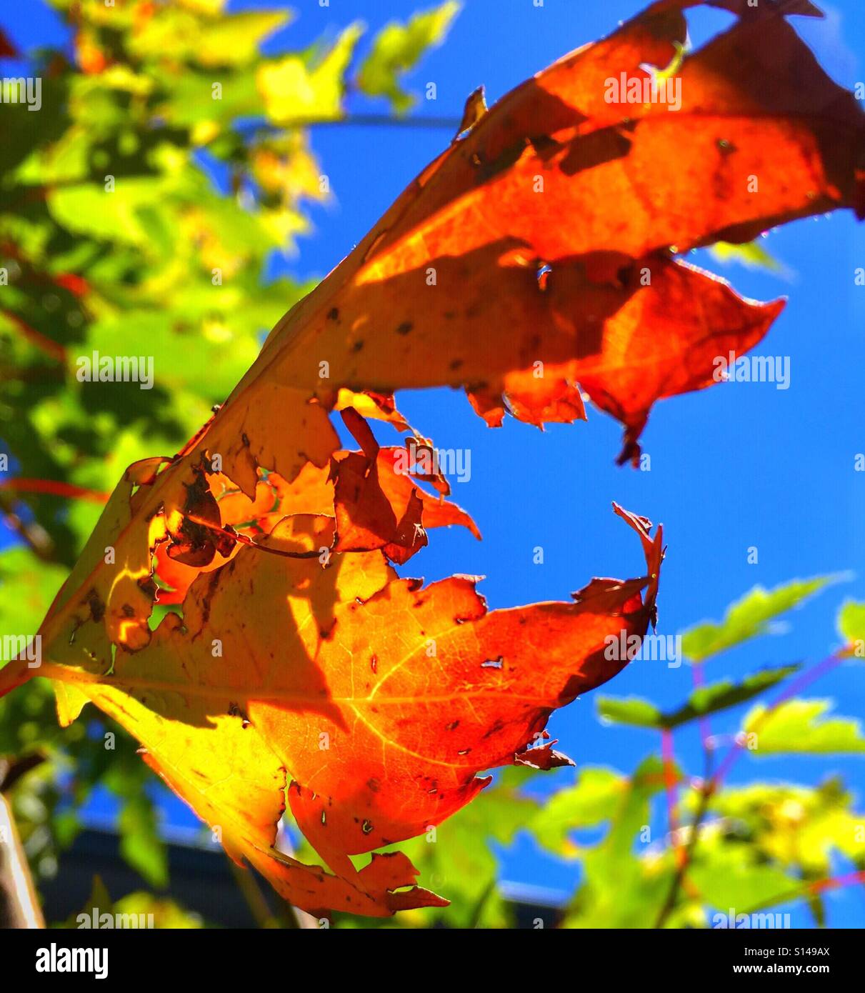 Back lit autumn leaf tattered and torn by hail Stock Photo - Alamy