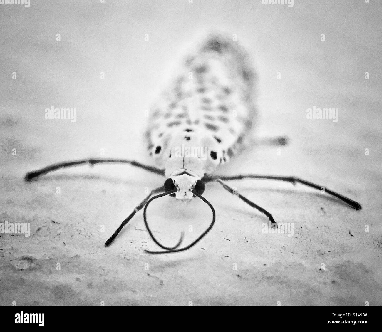 White moth with black spots Black and White Stock Photos & Images - Alamy