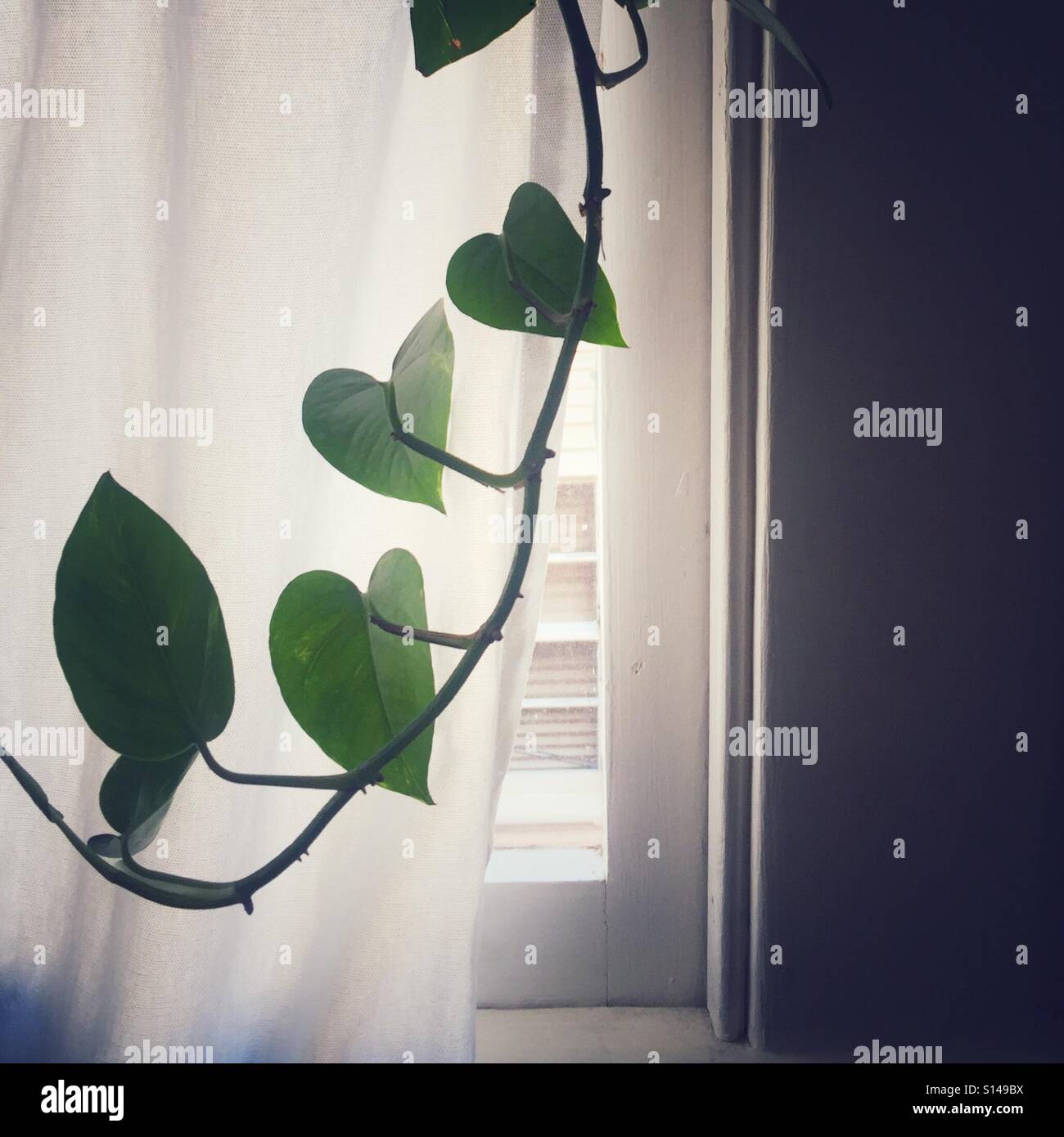 Vine hanging in front of window Stock Photo - Alamy