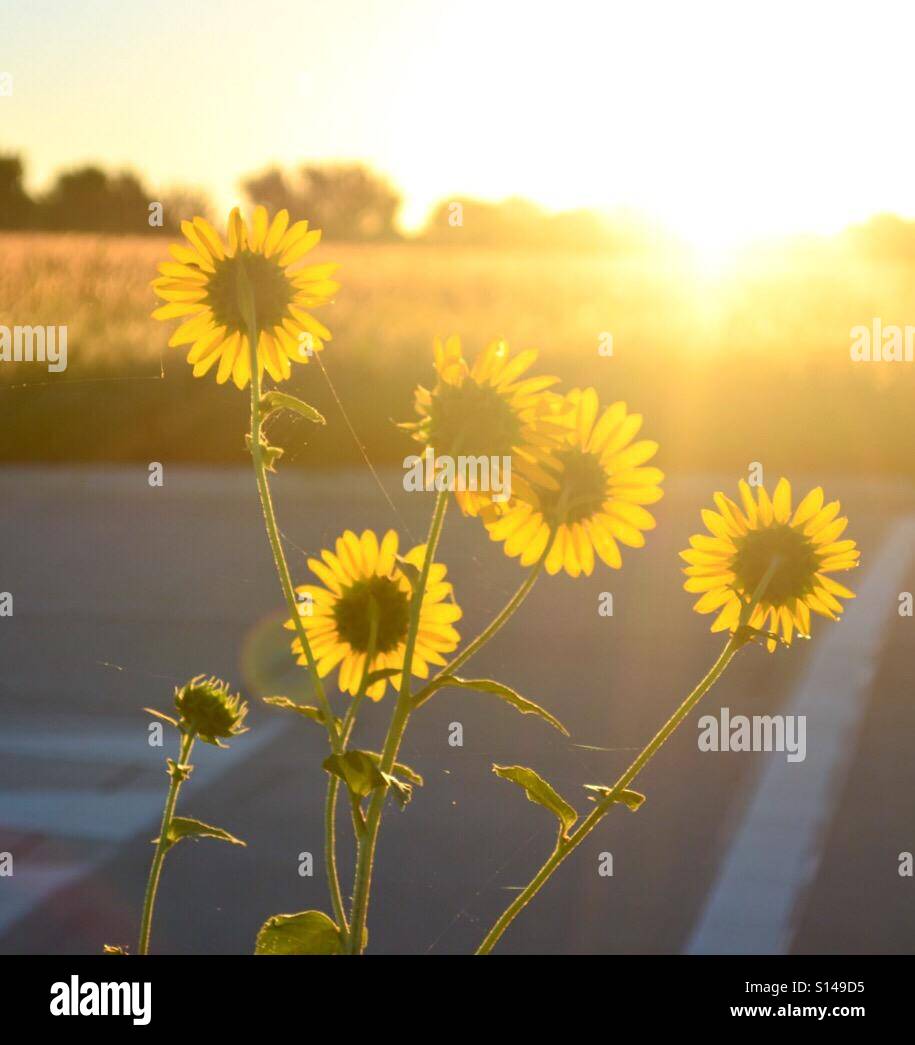 Sunflower and kansas hi-res stock photography and images - Alamy