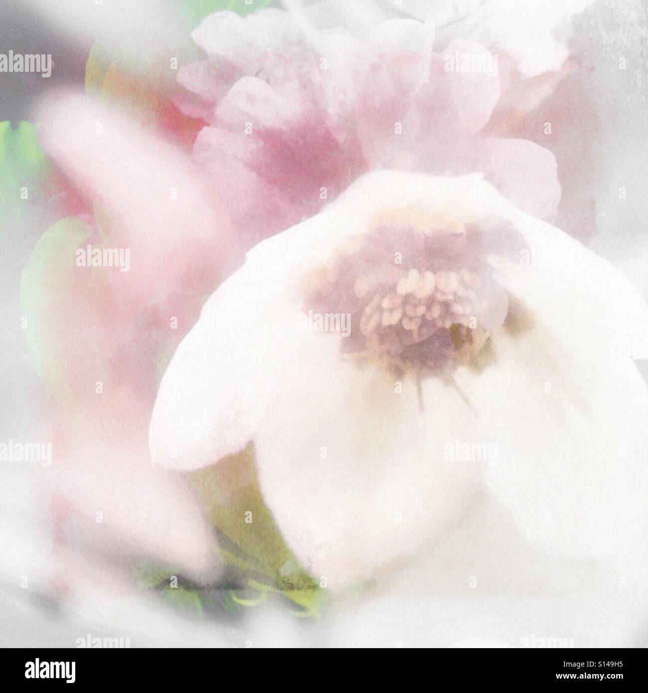 White Winter Rose Stock Photo - Alamy