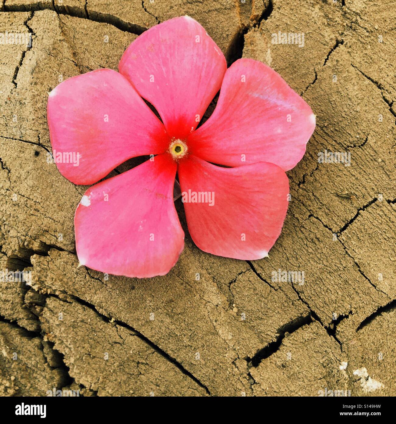 Lone flower hi-res stock photography and images - Alamy