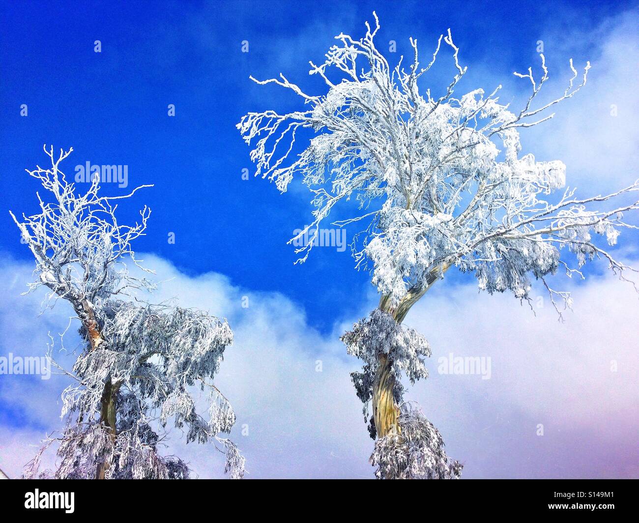 Snow Gum Trees Stock Photo - Alamy