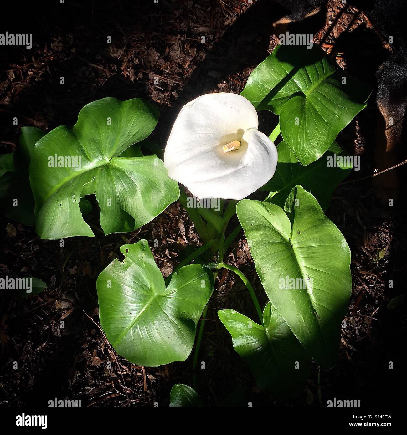 White arum lily leaves hi-res stock photography and images - Alamy