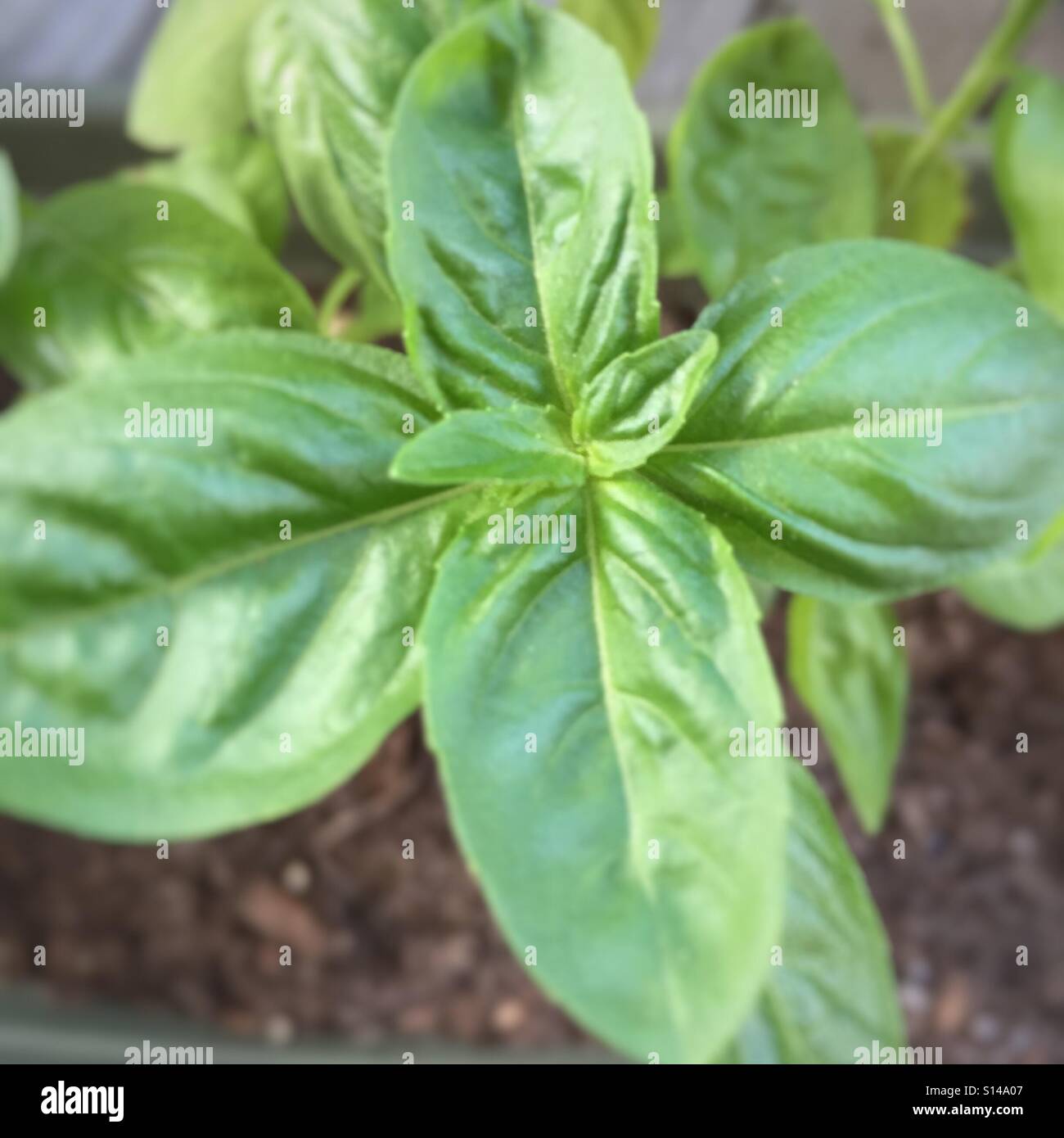 Basil herb plant hi-res stock photography and images - Alamy