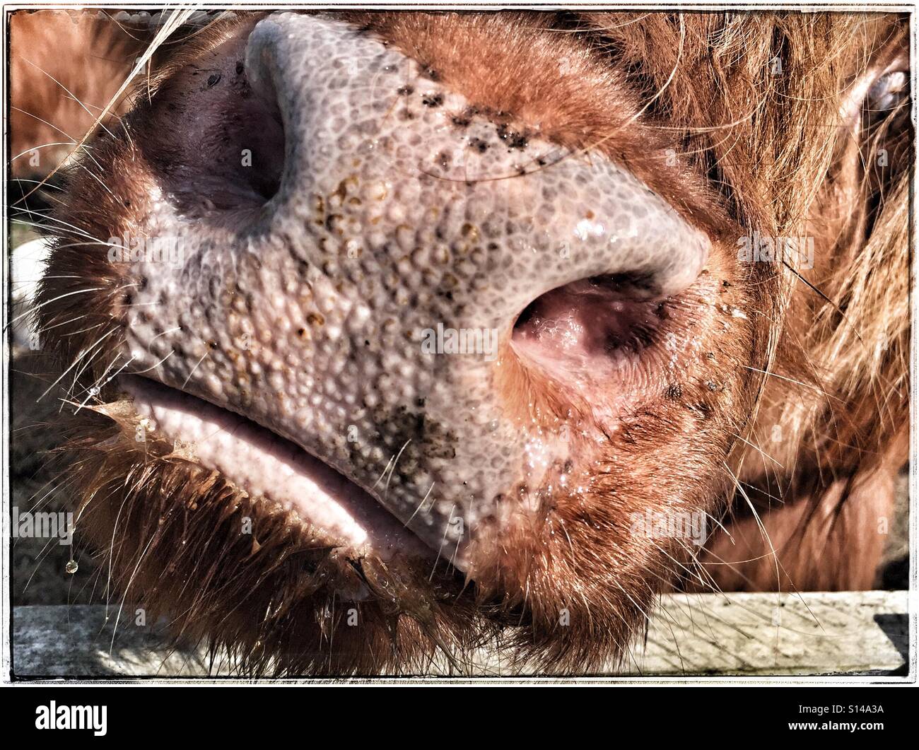 Cow Nostrils High Resolution Stock Photography and Images - Alamy