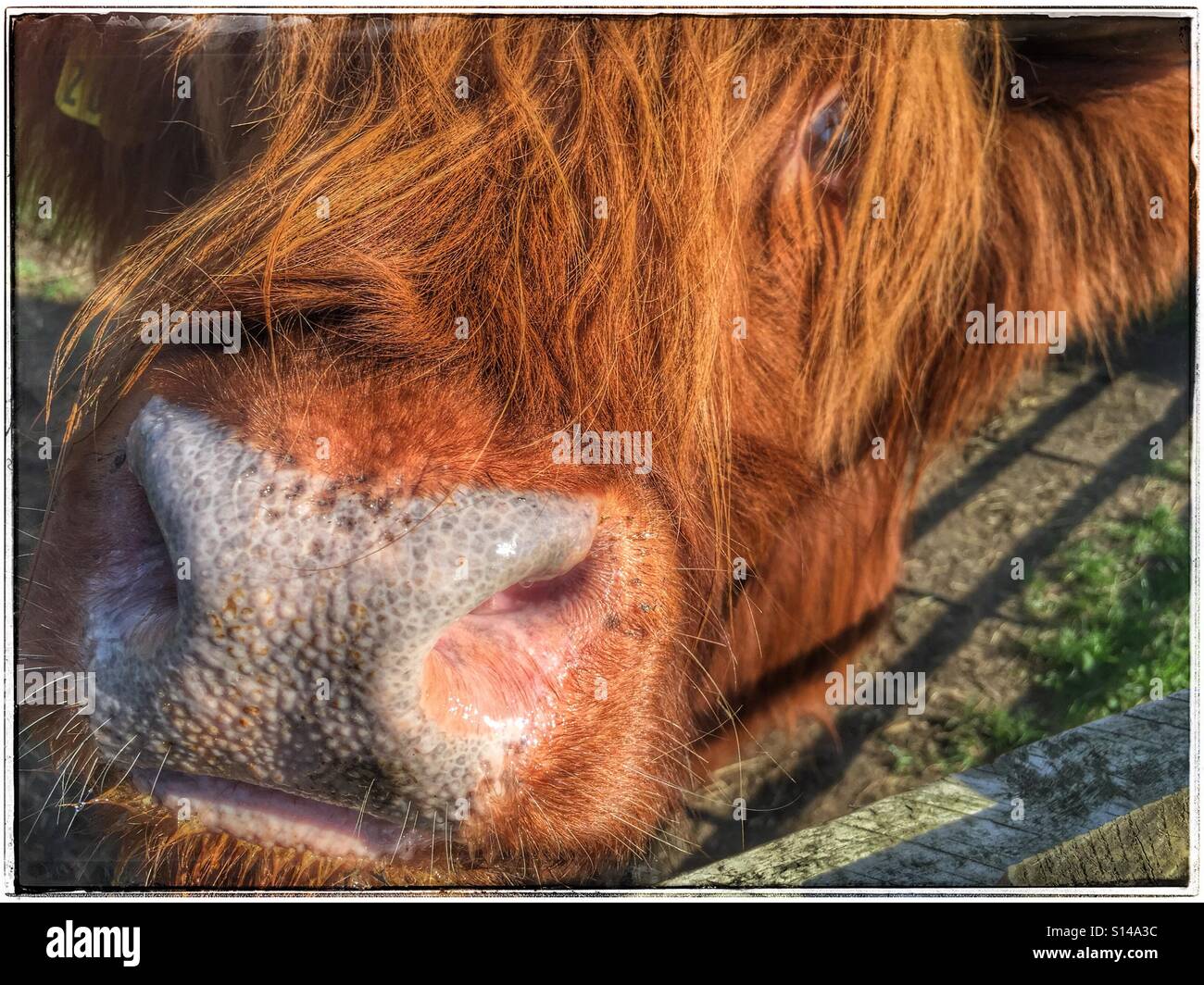 Bovine Bull High Resolution Stock Photography and Images - Alamy
